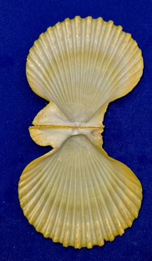 shellauction.net :: Pecten australis - 3657212
