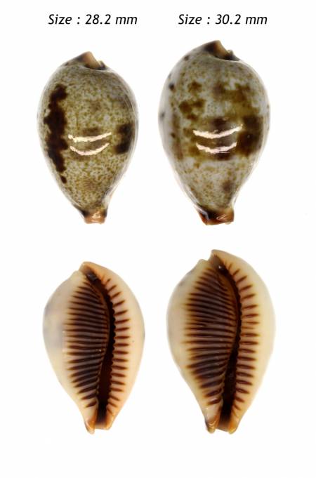 shellauction.net :: Ficadusta pulchella novaebritanniae - 3657216