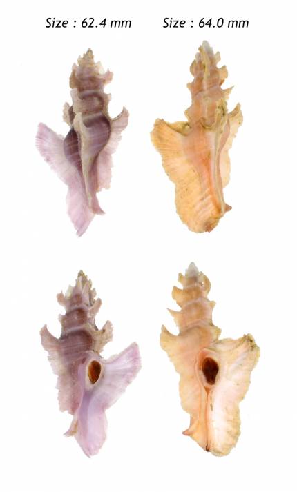 shellauction.net :: Pterynotus elongatus - 3657230