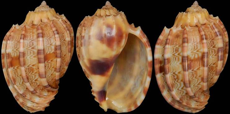 shellauction.net :: Harpa kajiyamai - 3657232