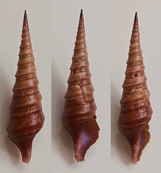 shellauction.net :: Turris cryptorrhaphe - 3657234