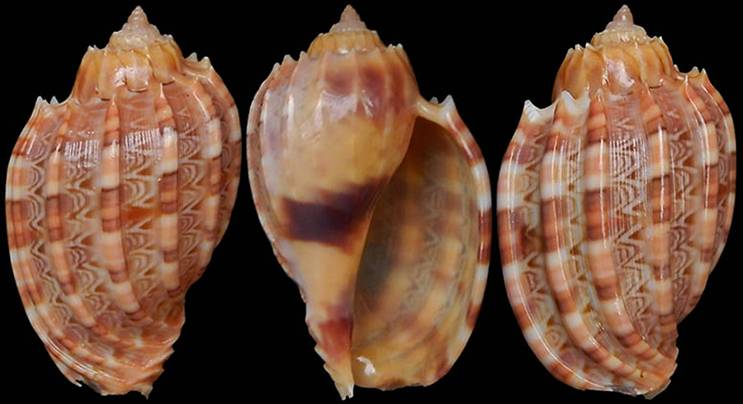 shellauction.net :: Harpa kajiyamai - 3657248