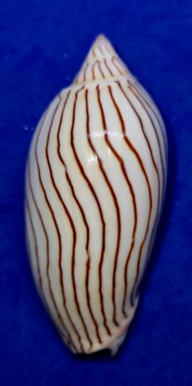 shellauction.net :: Amoria ellioti - 3657252