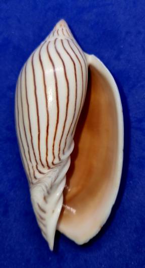 shellauction.net :: Amoria ellioti - 3657252