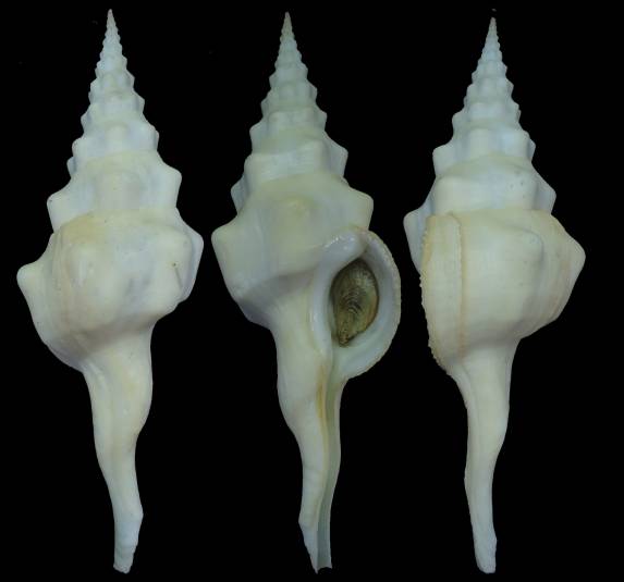 shellauction.net :: Fusinus undatus undatus - 3657275