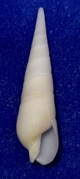 shellauction.net :: Terebra albida - 3657280