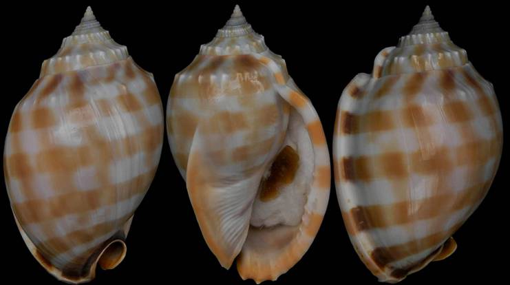 shellauction.net :: Phalium bandatum - 3657318