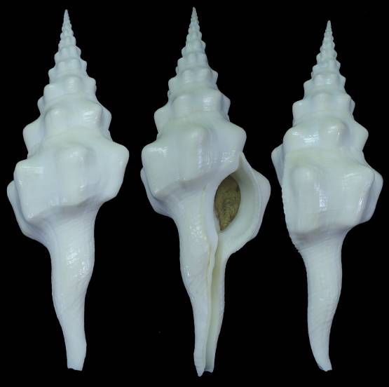 shellauction.net :: Fusinus undatus undatus - 3657319