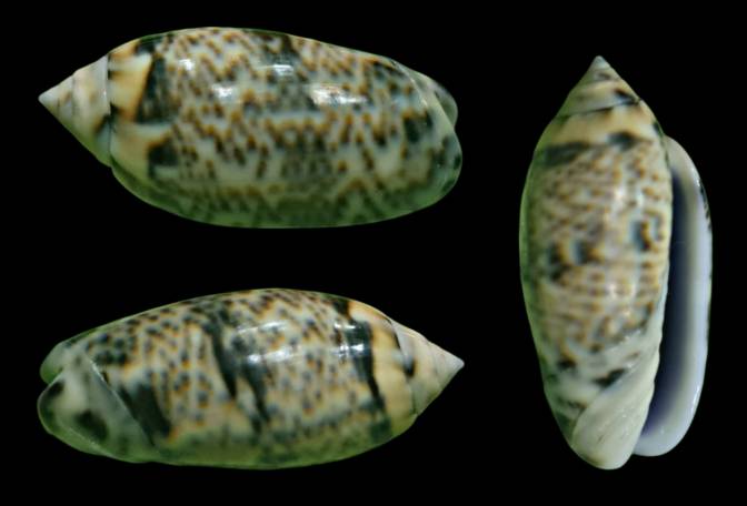 shellauction.net :: Oliva irisans irisans - 3657418