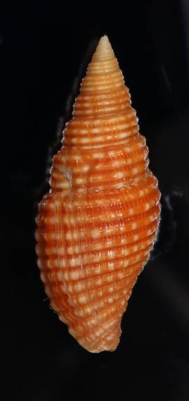 shellauction.net :: Pseudonebularia fraga - 3657434