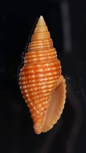 shellauction.net :: Pseudonebularia fraga - 3657434