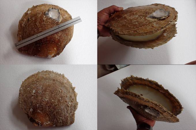 shellauction.net :: Pinctada maxima - 3657441