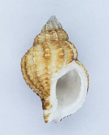 shellauction.net :: Priene scabrum - 3657472