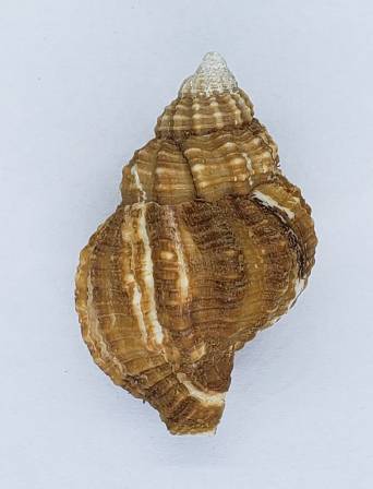 shellauction.net :: Priene scabrum - 3657472