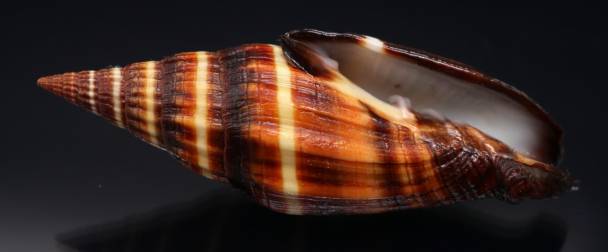 shellauction.net :: Vexillum vulpecula - 3657606