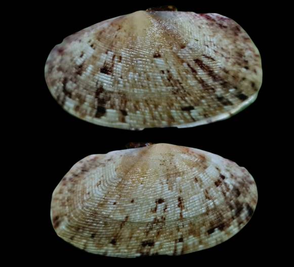 shellauction.net :: Tellina sp. - 3657802