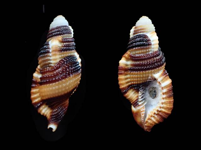 shellauction.net :: Septa flaveola - 3657806