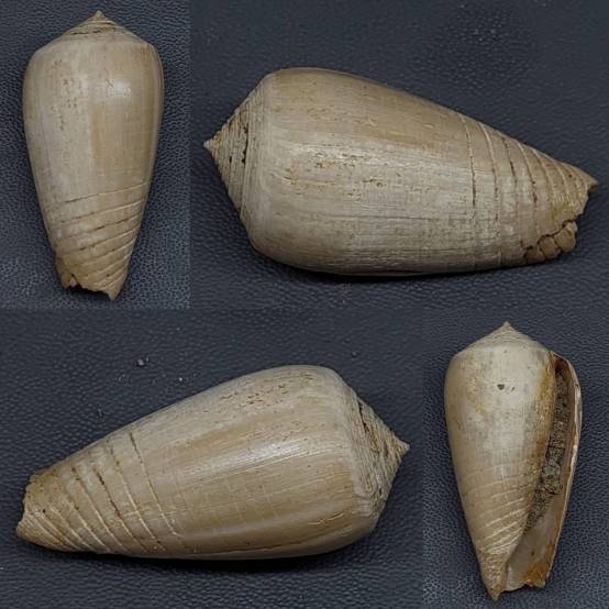 shellauction.net :: Conus radiatus - 3657925