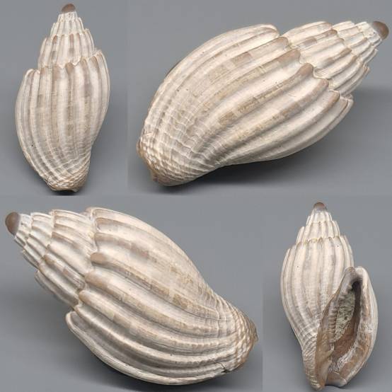 shellauction.net :: Lyria jugosa - 3657930