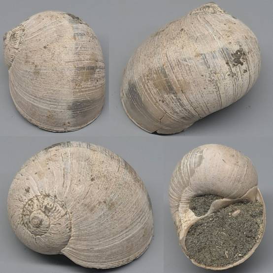 shellauction.net :: Natica sp. - 3657969