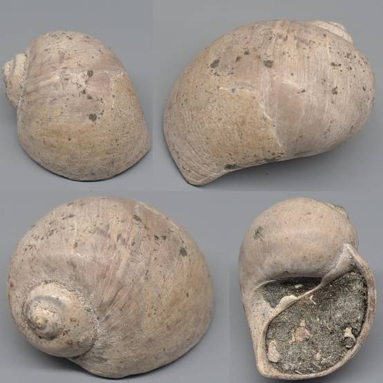 shellauction.net :: Natica sp. - 3657973