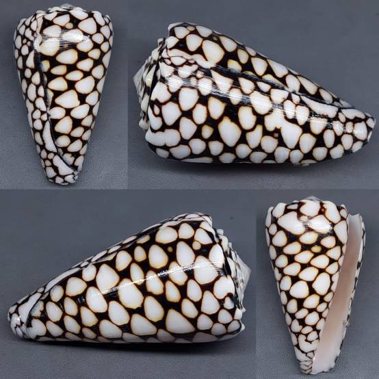 shellauction.net :: Conus marmoreus - 3658016