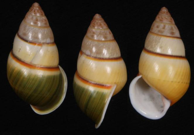 shellauction.net :: Amphidromus johnabbasi - 3658019