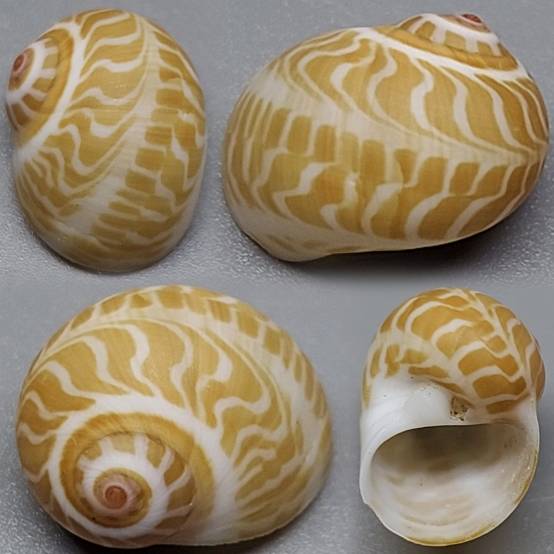 shellauction.net :: Natica sp. - 3658044