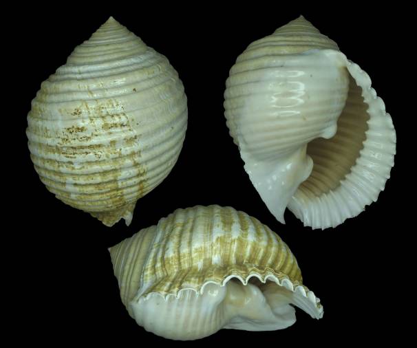 shellauction.net :: Malea ringens - 3658071