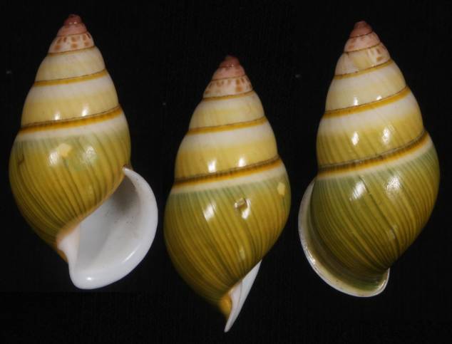 shellauction.net :: Amphidromus severnsi - 3658181