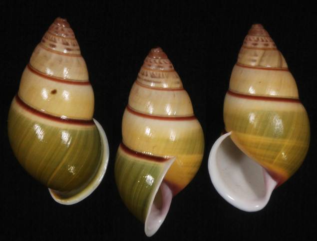 shellauction.net :: Amphidromus johnabbasi - 3658202