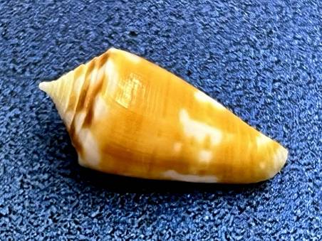 shellauction.net :: Conus flavescens - 3658328