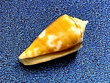 shellauction.net :: Conus flavescens - 3658328