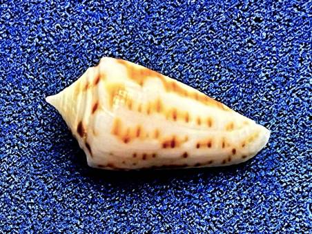 shellauction.net :: Conus flavescens - 3658335