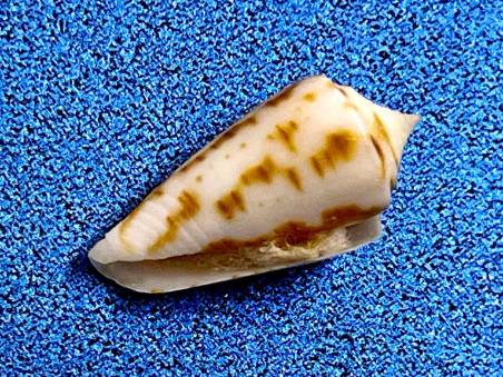 shellauction.net :: Conus flavescens - 3658335