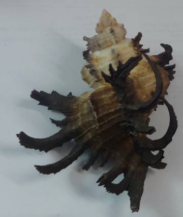 shellauction.net :: Chicoreus cornucervi - 3658393