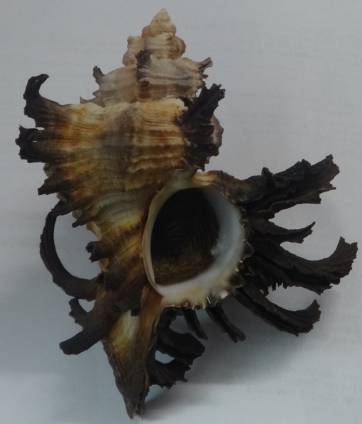 shellauction.net :: Chicoreus cornucervi - 3658393