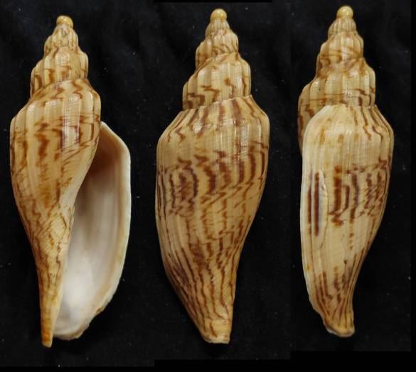 shellauction.net :: Fulgoraria hamillei - 3658533