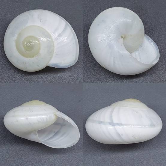 shellauction.net :: Xesta citrina - 3658553