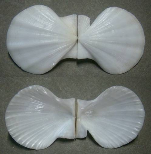 shellauction.net :: Flexopecten glaber v. albida - 3658749