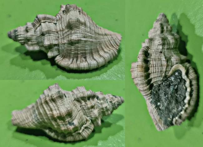 shellauction.net :: Cymatium aquatile - 3658827