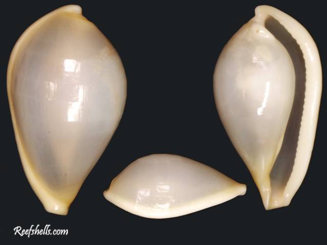 shellauction.net :: Pseudosimnia adriatica - 3658873