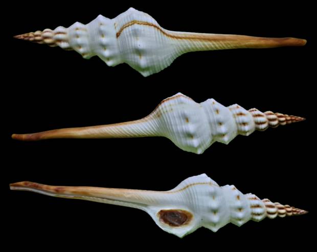 shellauction.net :: Fusinus colus - 3658908