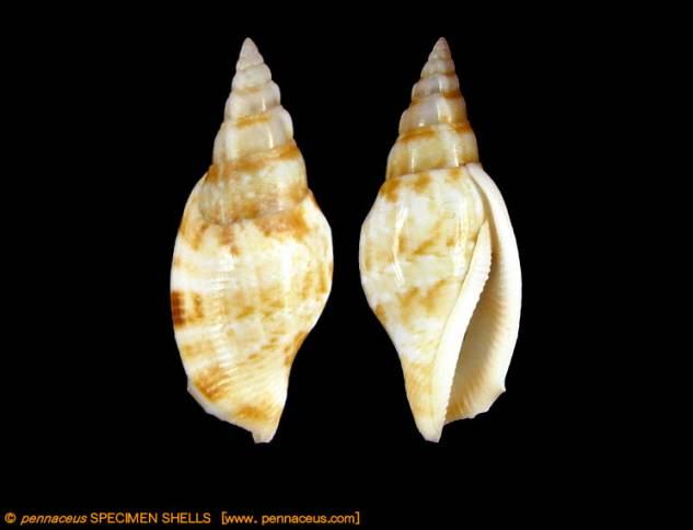 shellauction.net :: Canarium fusiformis - 3659029