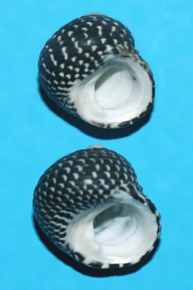 shellauction.net :: Diloma concameratum - 3659060