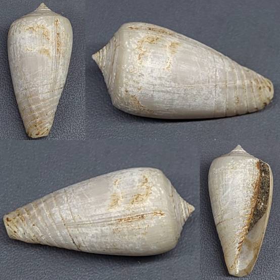 shellauction.net :: Conus radiatus - 3659093