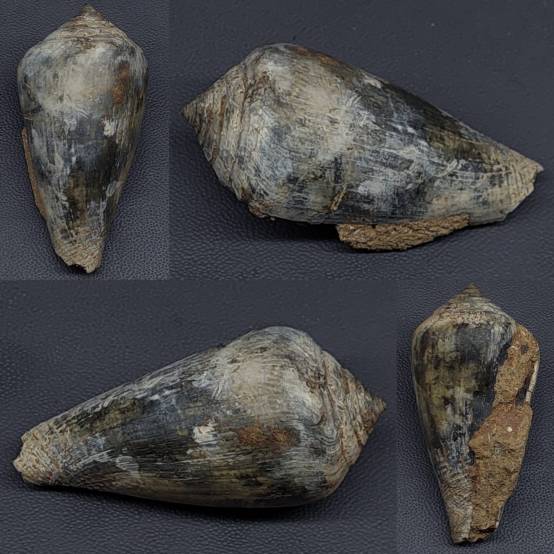 shellauction.net :: Conus radiatus - 3659095