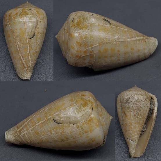 shellauction.net :: Conus sp. - 3659096