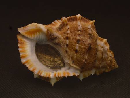 shellauction.net :: Bufonaria crumena - 3659131