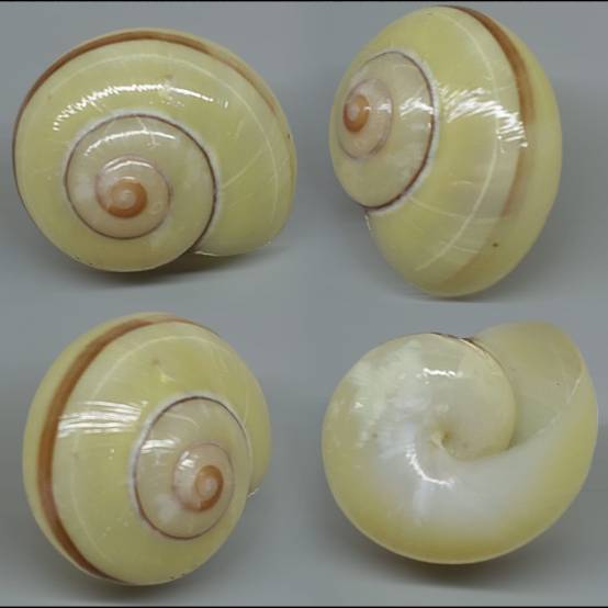 shellauction.net :: Xesta citrina - 3659240